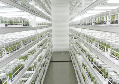 How to Setting up a Plant Growth Incubators Laboratory